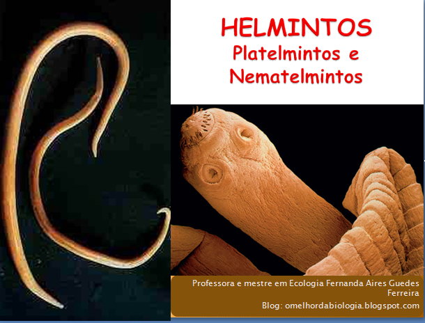 O Melhor da Biologia: Aula sobre Helmintos - platelmintos e nematelmintos