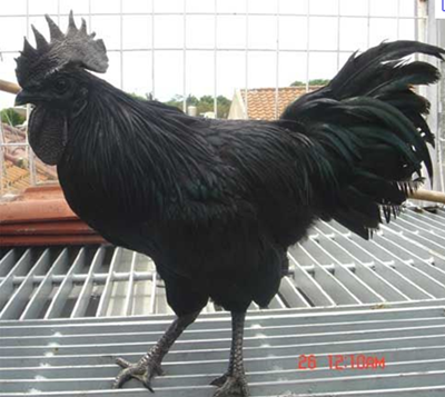 Mysunshine Dreams ~ Health n Beauty: HERBA MAHARANI