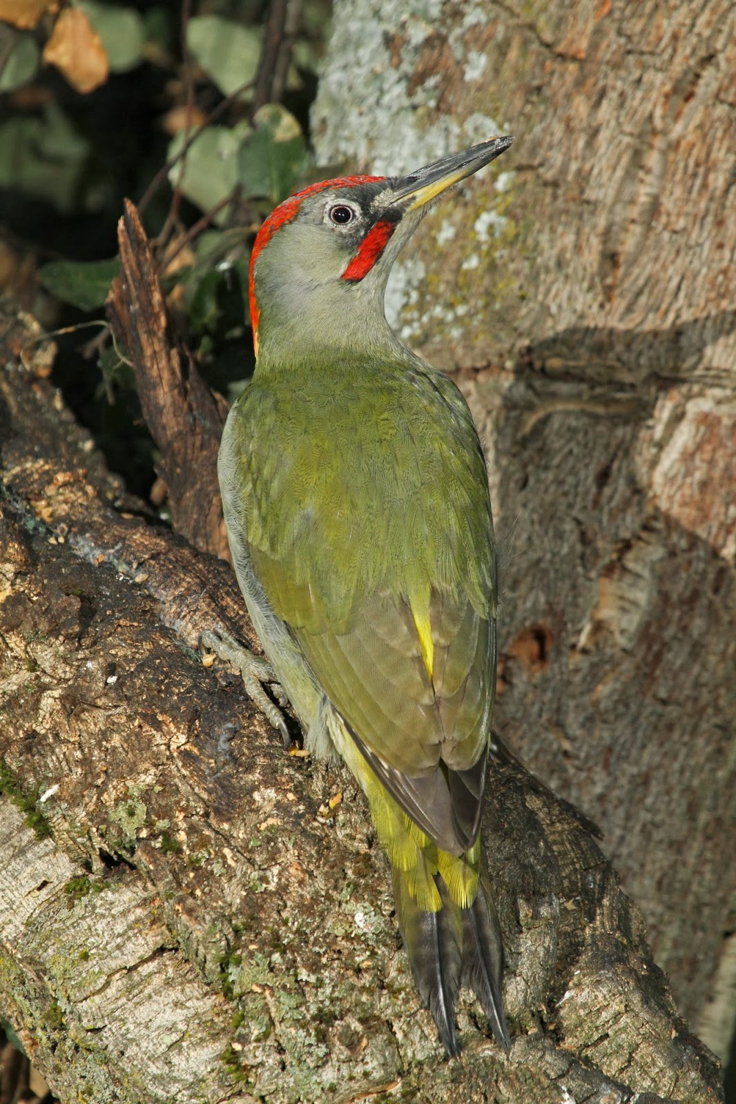 Mirando el campo por el objetivo.: Nuevas especies en el comedero.