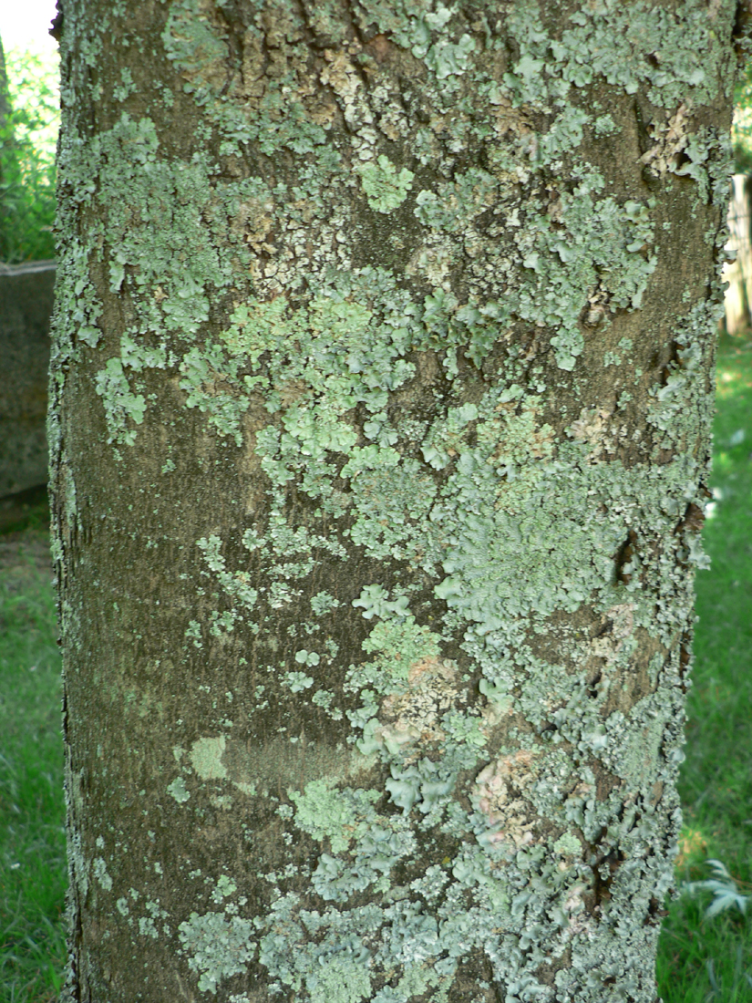 Á R B O L E S (T R E E S) y P A L M E R A S (P A L M S): Acer ...