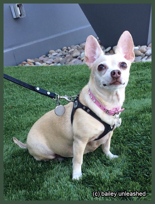 bailey unleashed .com: happiness is ... grand dogs!