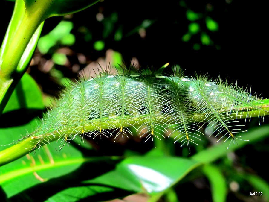 Nature Wonders Gershonized: More New Guinea insects זחלים עכבישים ...
