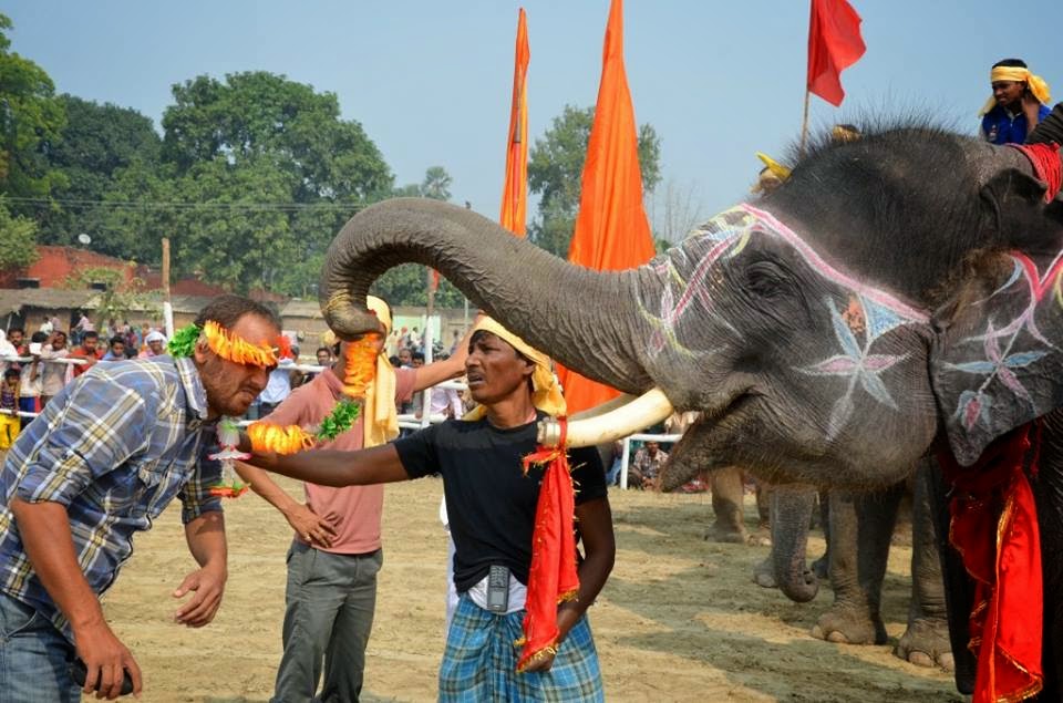 SONEPUR MELA; The largest animal Fair of ASIA: SPORTIVENESS is the ...