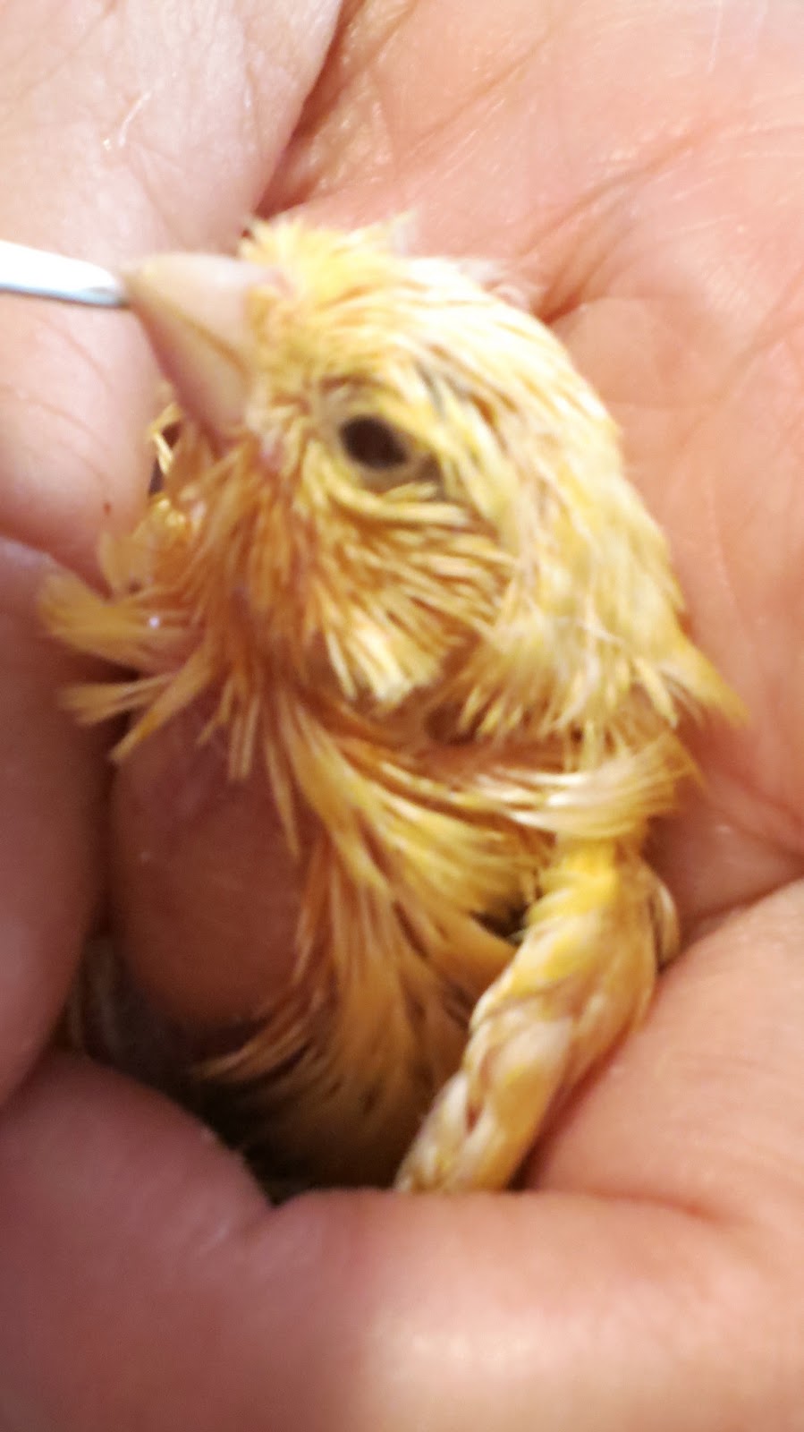 Canary Tales: New Hand Feeding Tip - Open Up