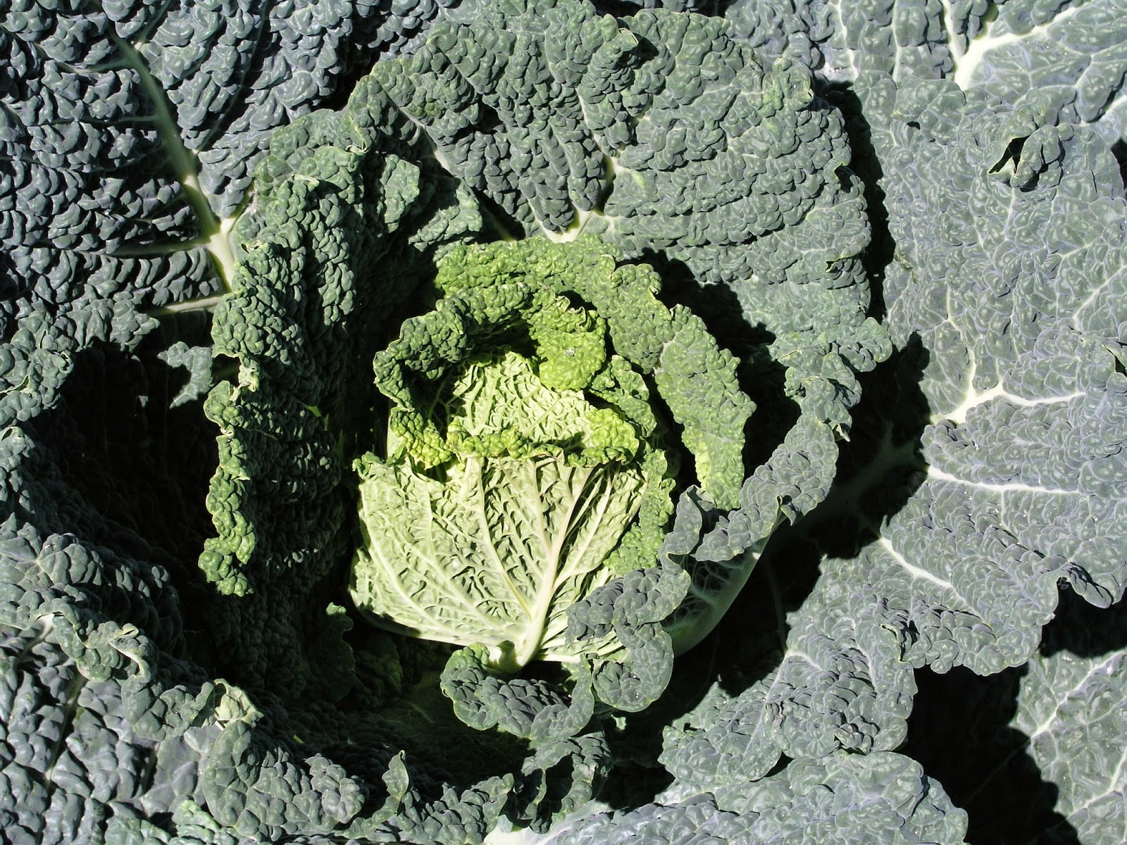 VIVA LA HORTICULTURA: LAS COLES