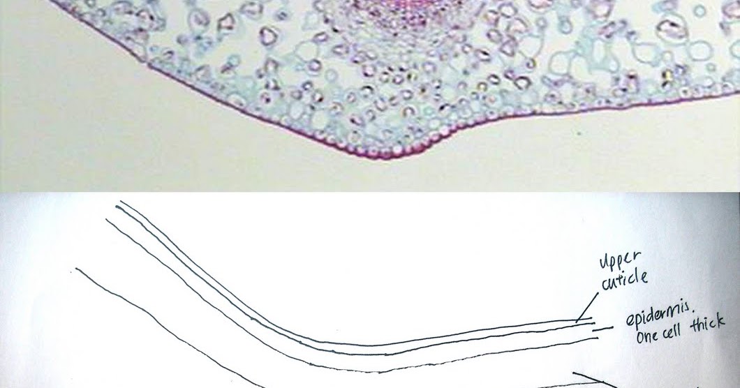 A level Help: A level Biology Practical notes!!