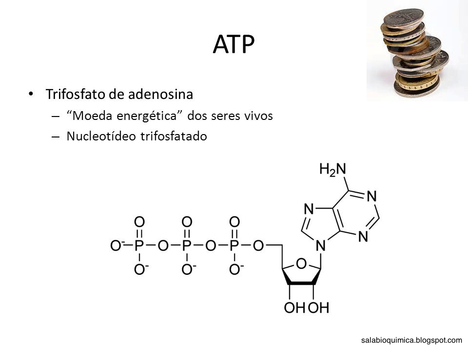 Sala BioQuímica: ATP, a moeda energética da célula