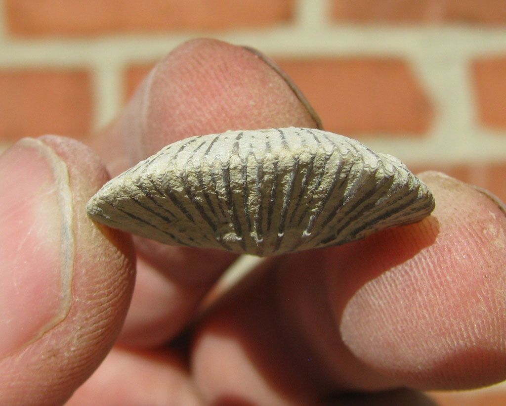 Views of the Mahantango: Orthostrophia strophomenoides brachiopod from ...