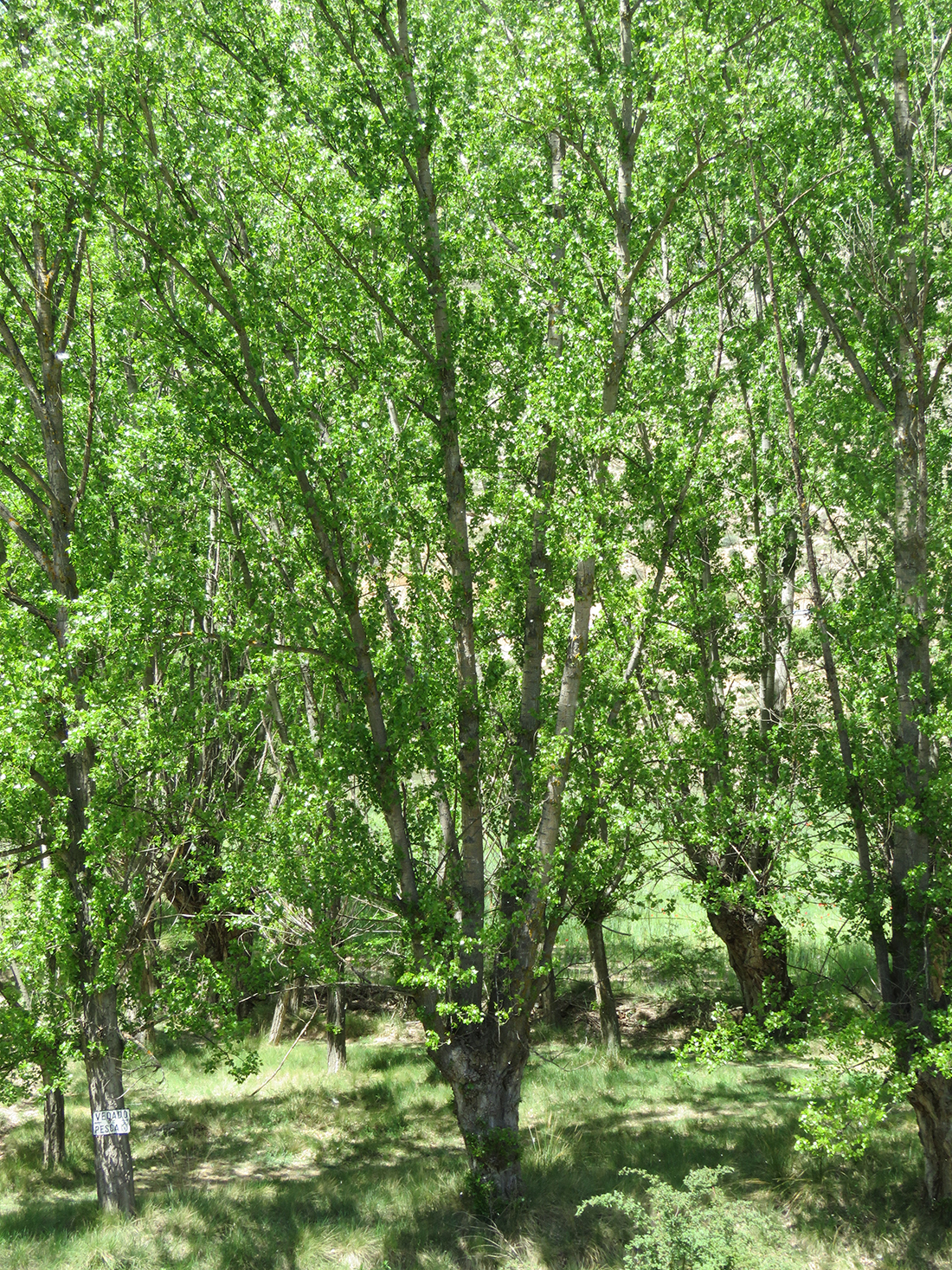 Á R B O L E S (T R E E S) y P A L M E R A S (P A L M S): Populus nigra ...