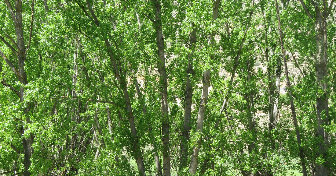 Á R B O L E S (T R E E S) y P A L M E R A S (P A L M S): Populus nigra ...