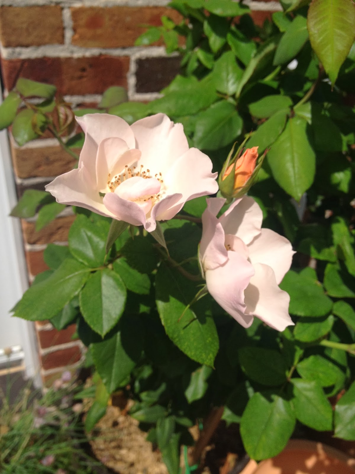 Platy's Garden Ramble: Chameleon Roses & Possum Magic