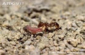 NATUREZA: historia dunha bolboreta | Pintasilvas