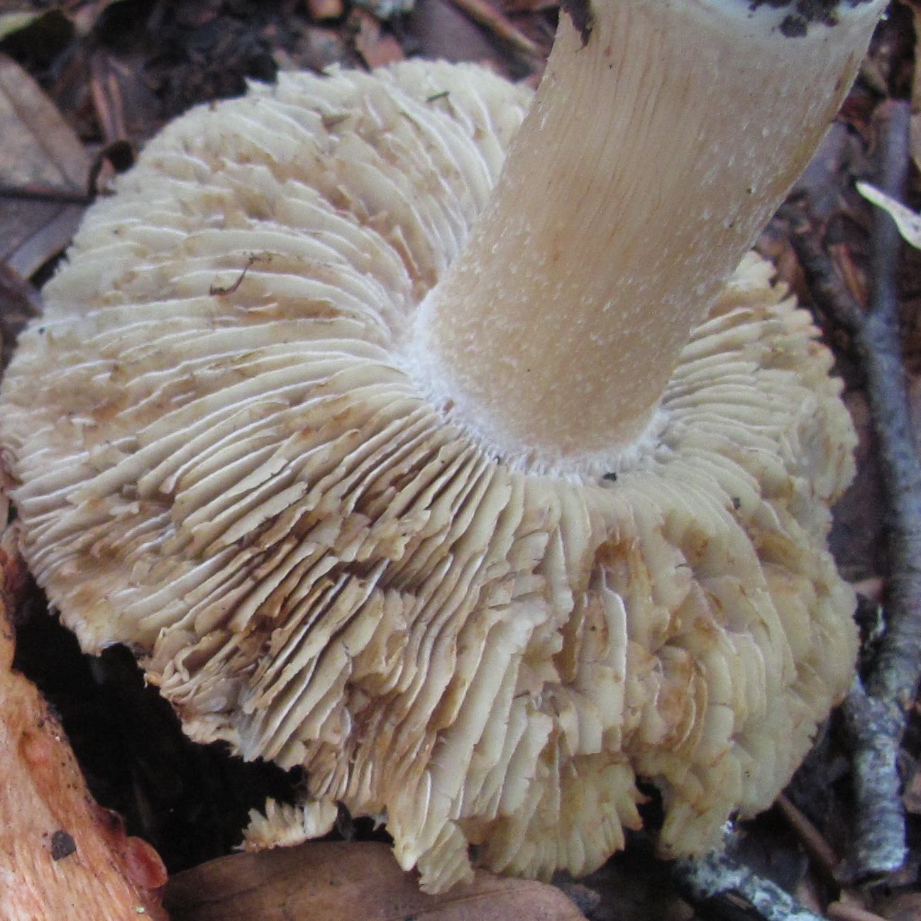 Guía de Setas y Hongos de Navarra.: Inosperma erubescens (A. Blytt ...