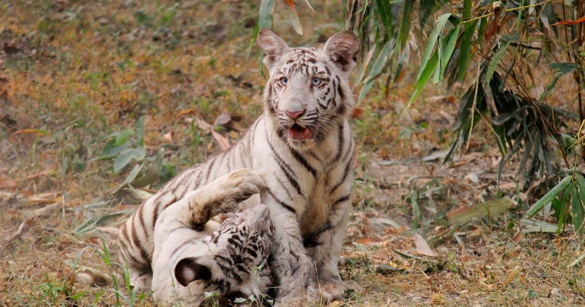 Shrikant Singh: Animal