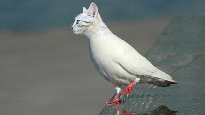 Funny hybrids of different animals - 30 Pics | Curious, Funny Photos ...