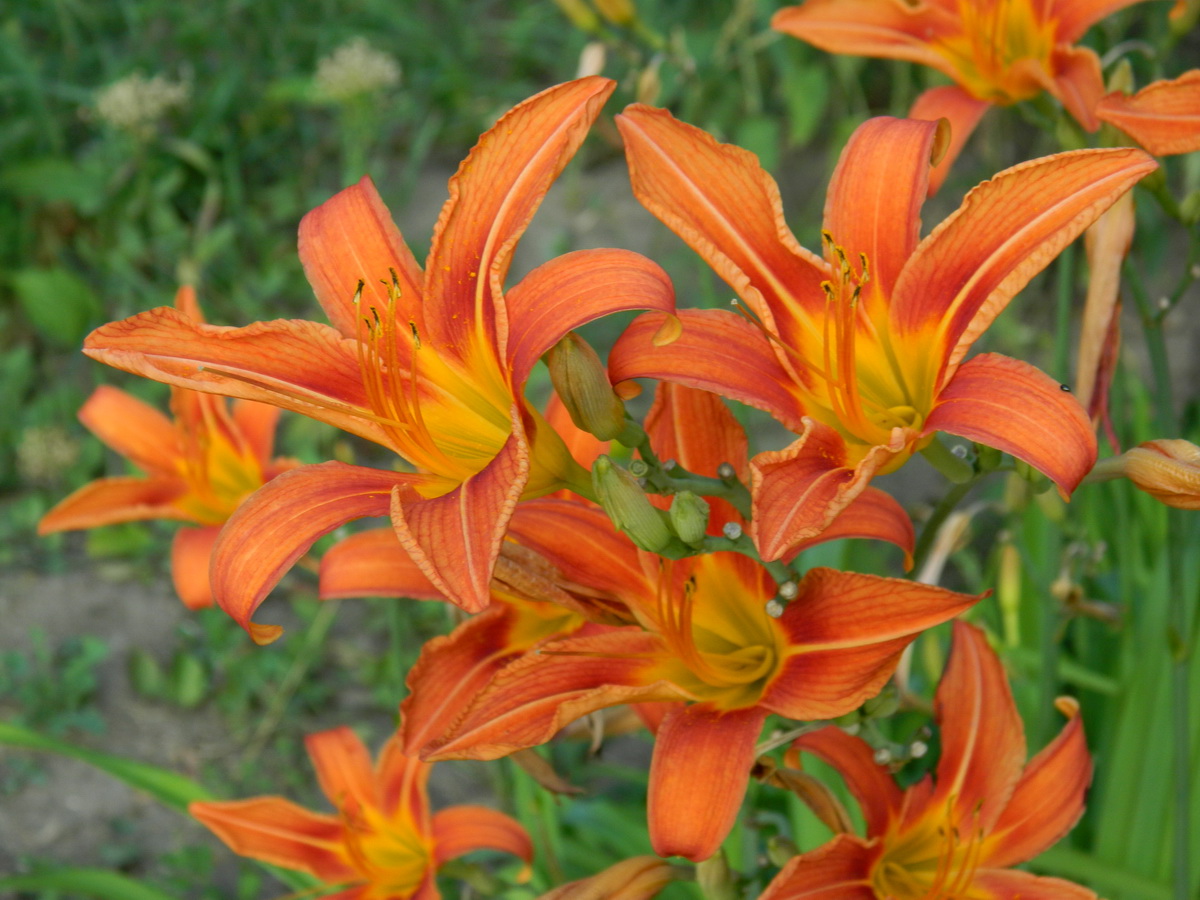 LA MULTI ANI, ROMANIA!: Crini portocalii