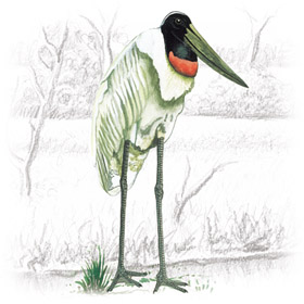 CABEÇA SECA E JABURU, AVES DA FAMÍLIA CICONIIDAE ~ Klima Naturali™