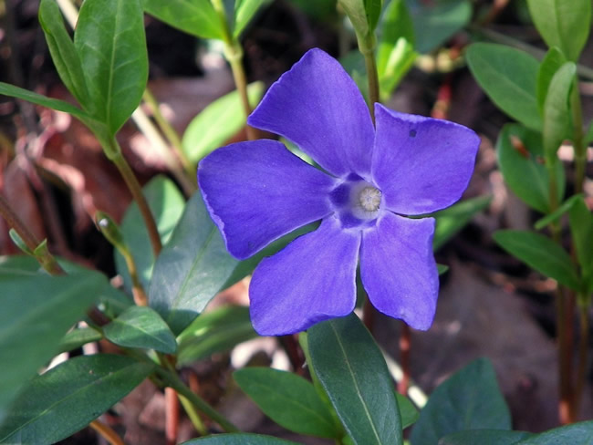 About Health: Periwinkle