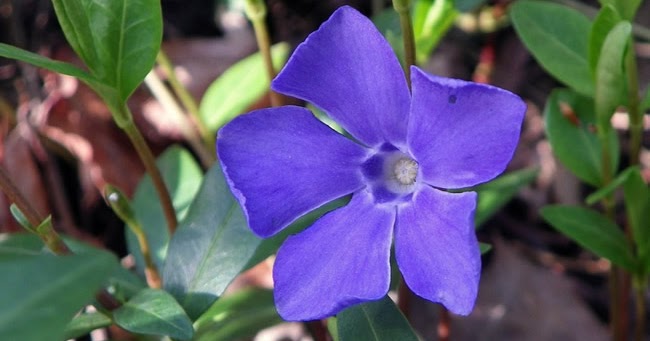 About Health: Periwinkle