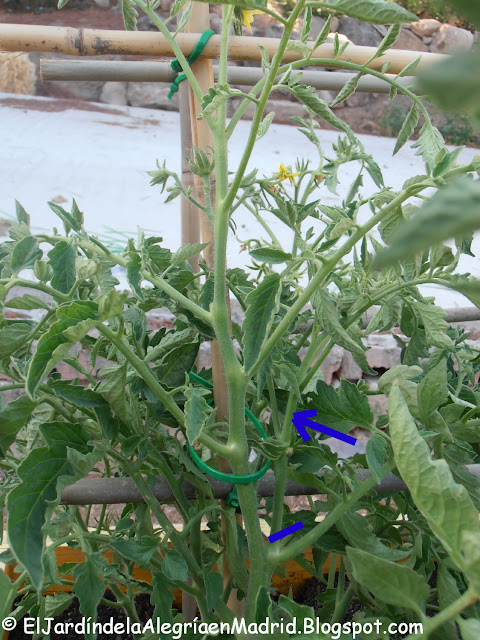 El jardín de la alegría : Poda de las tomateras (eliminación de los ...