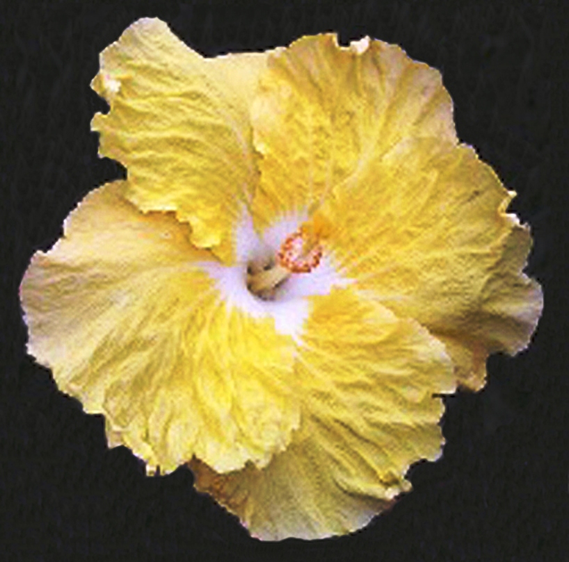 sepanjang jalan pulang: Bunga Kebangsaan...