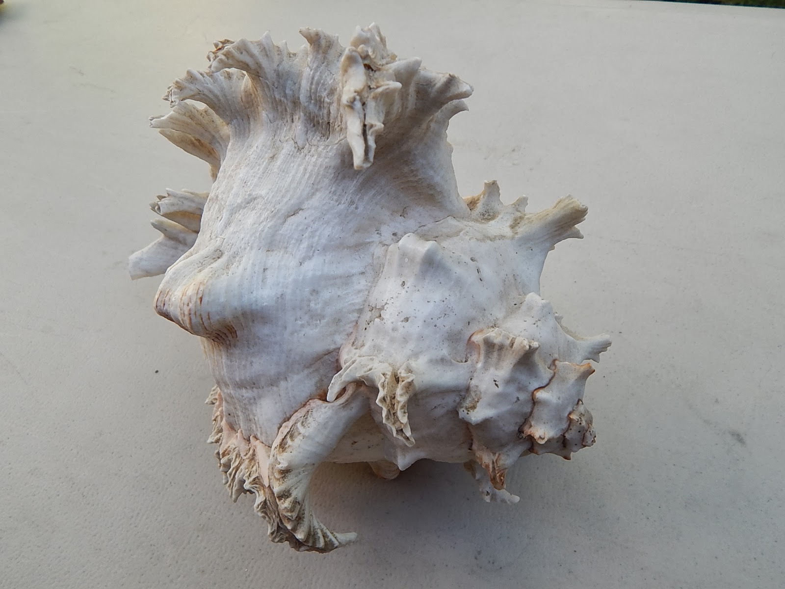 conchas y caracoles: Chicoreus ramosus