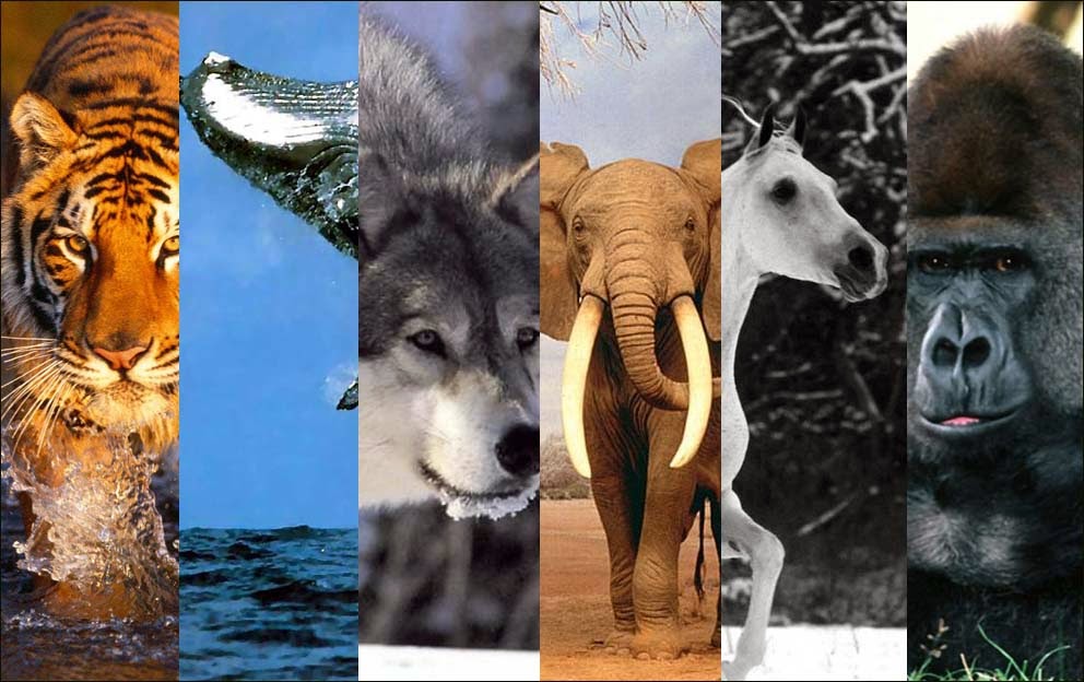 vavajuventude: CARACTERISTICAS DOS MAMÍFEROS