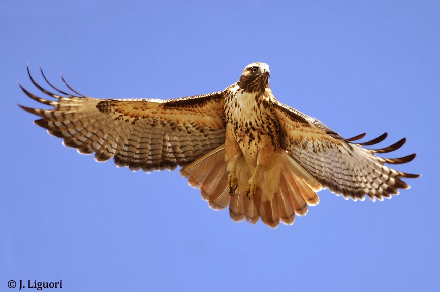 Raptor Identification and Photography: Ageing Adult Red-tails by Tail ...