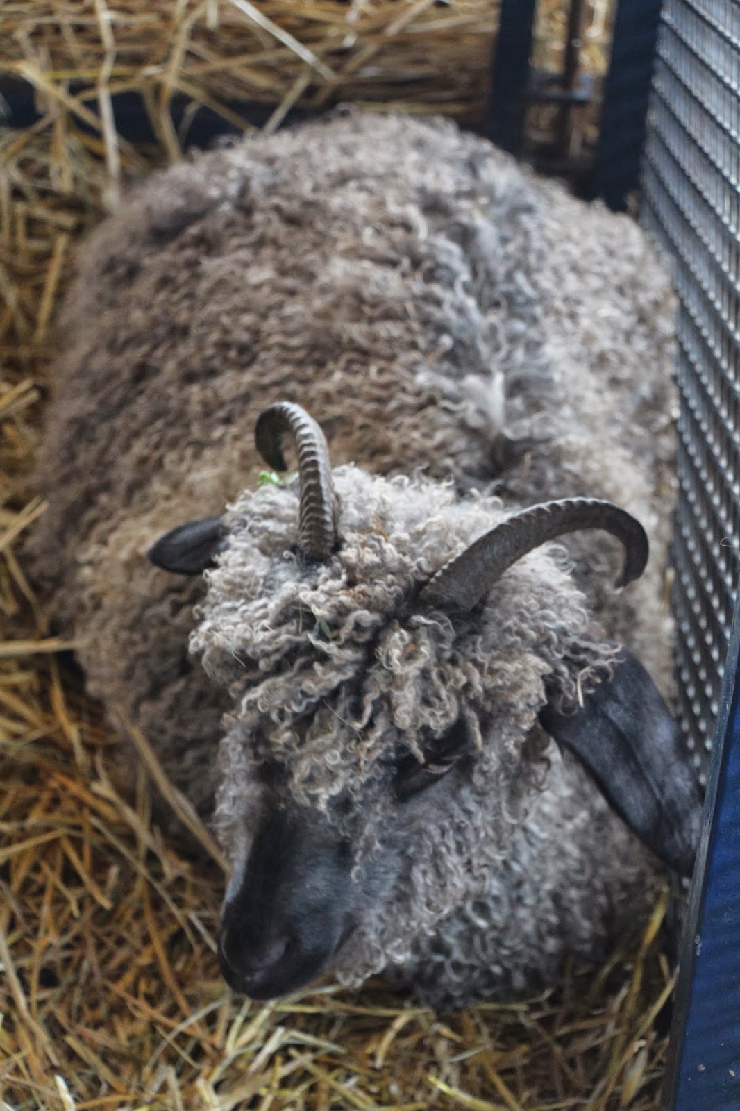 oakworm: Rhinebeck-Part Two-The Sheep and Goats