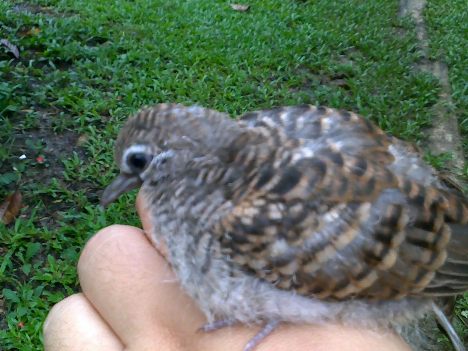 Prettywings Pets: Anak burung Merbuk