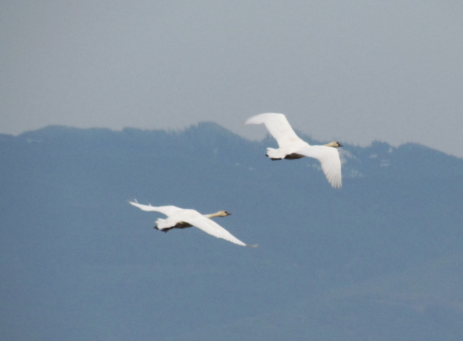 Scene Through My Eyes: Trumpeter Swans, Snow Geese and A Hawk