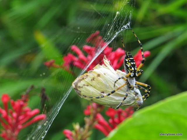Simply Living: Spider vs Butterfly