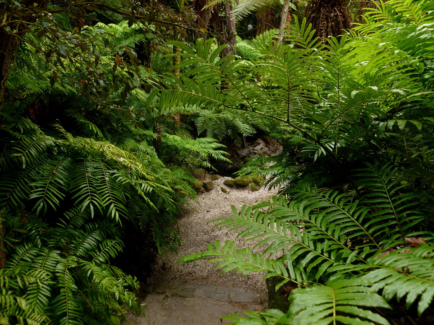 Noua Zeelanda - cel mai frumos capat al lumii: Padurea de feriga