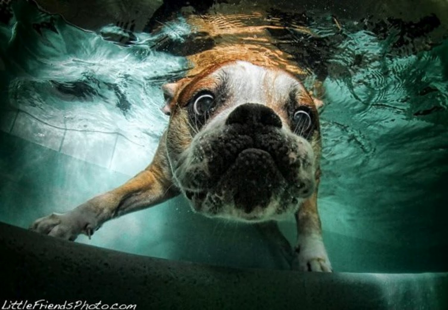 The Land of Melting Shadows: Dogs Underwater