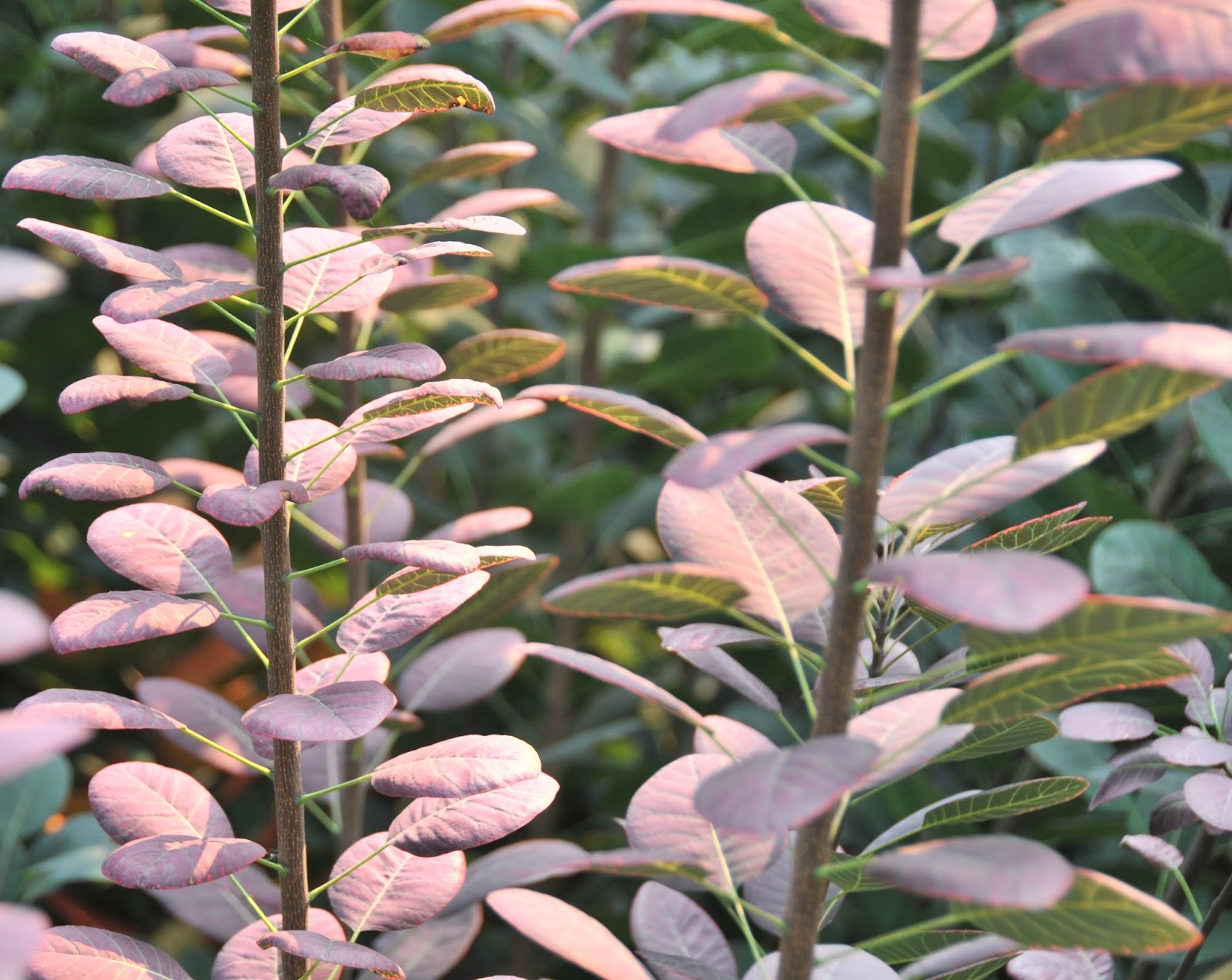 Cotinus: The Sensational Smoke Tree - Cultivation Of Crops