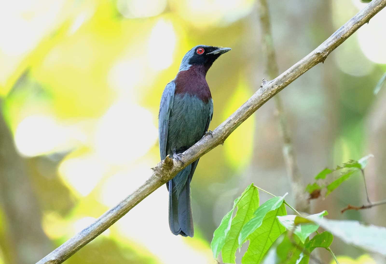 Mike is the name Birding is the game ( Birding in Malaysia - Malaysian ...