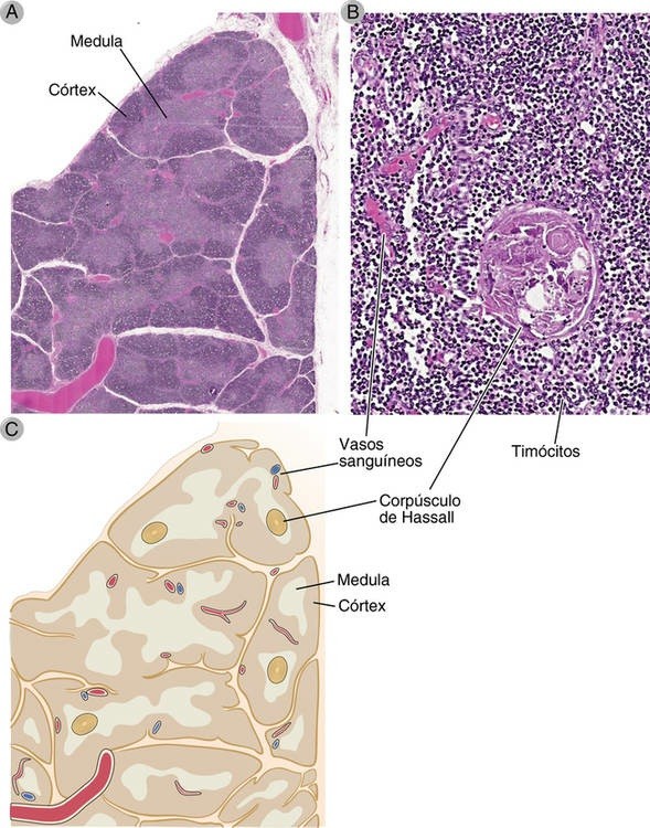 FIGURA 2-10 Morfologia do timo.