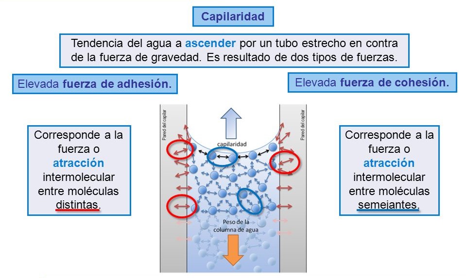 El Maquinante: Capilaridad
