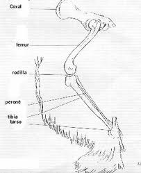 OSTEOLOGIA DEL CANINO: La Escapula