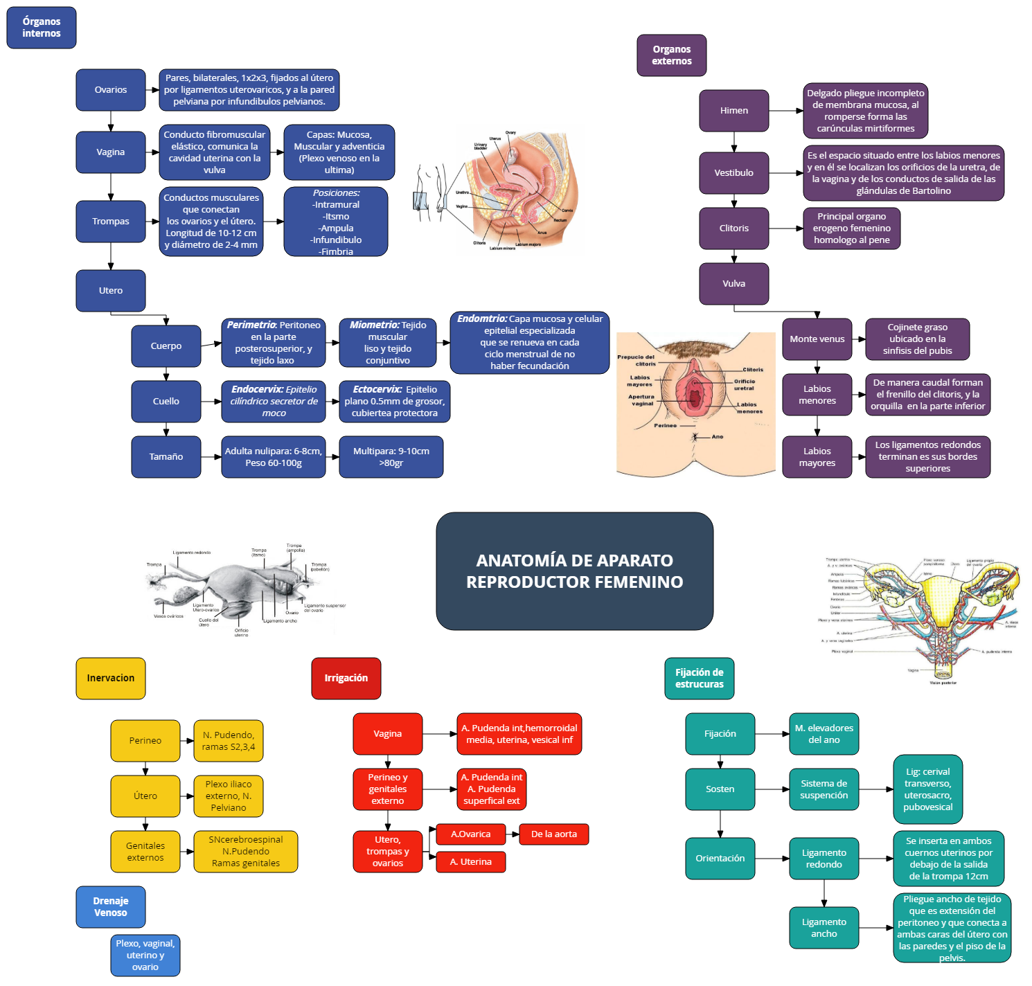 Anatomia del aparato reproductor femenino