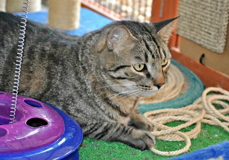 NOBLE GALGO: MICHI - gatazo precioso de 6 años - Madrid - Muy urgente!!!