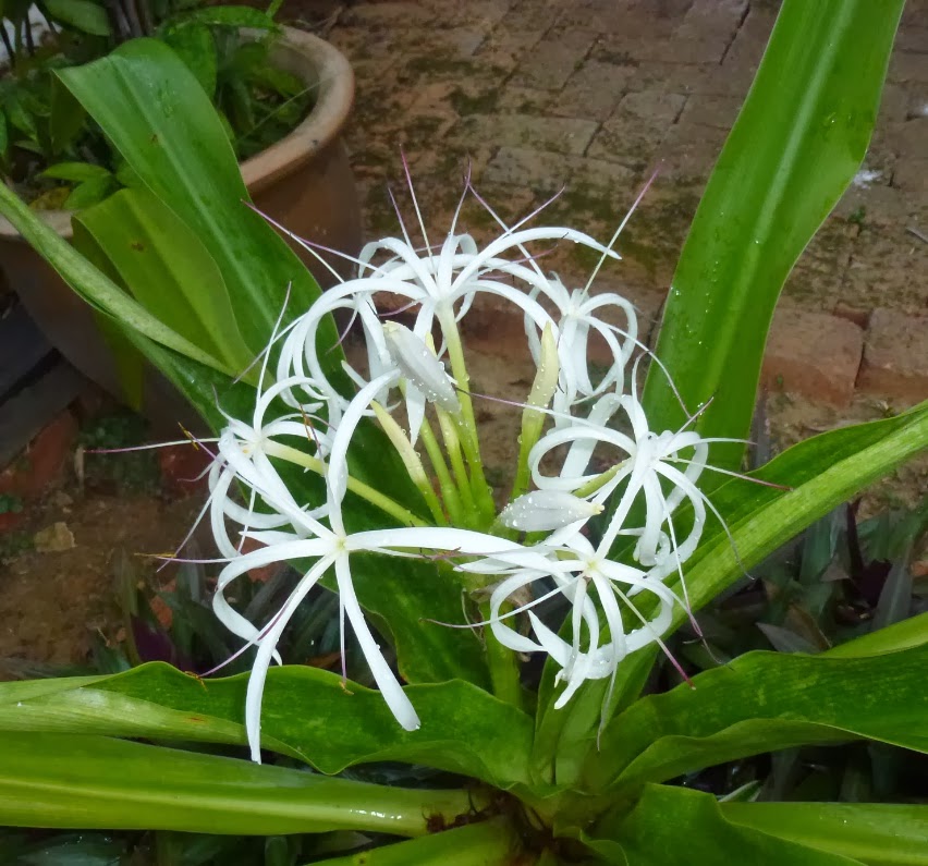 Greenfingers: Pokok Lili