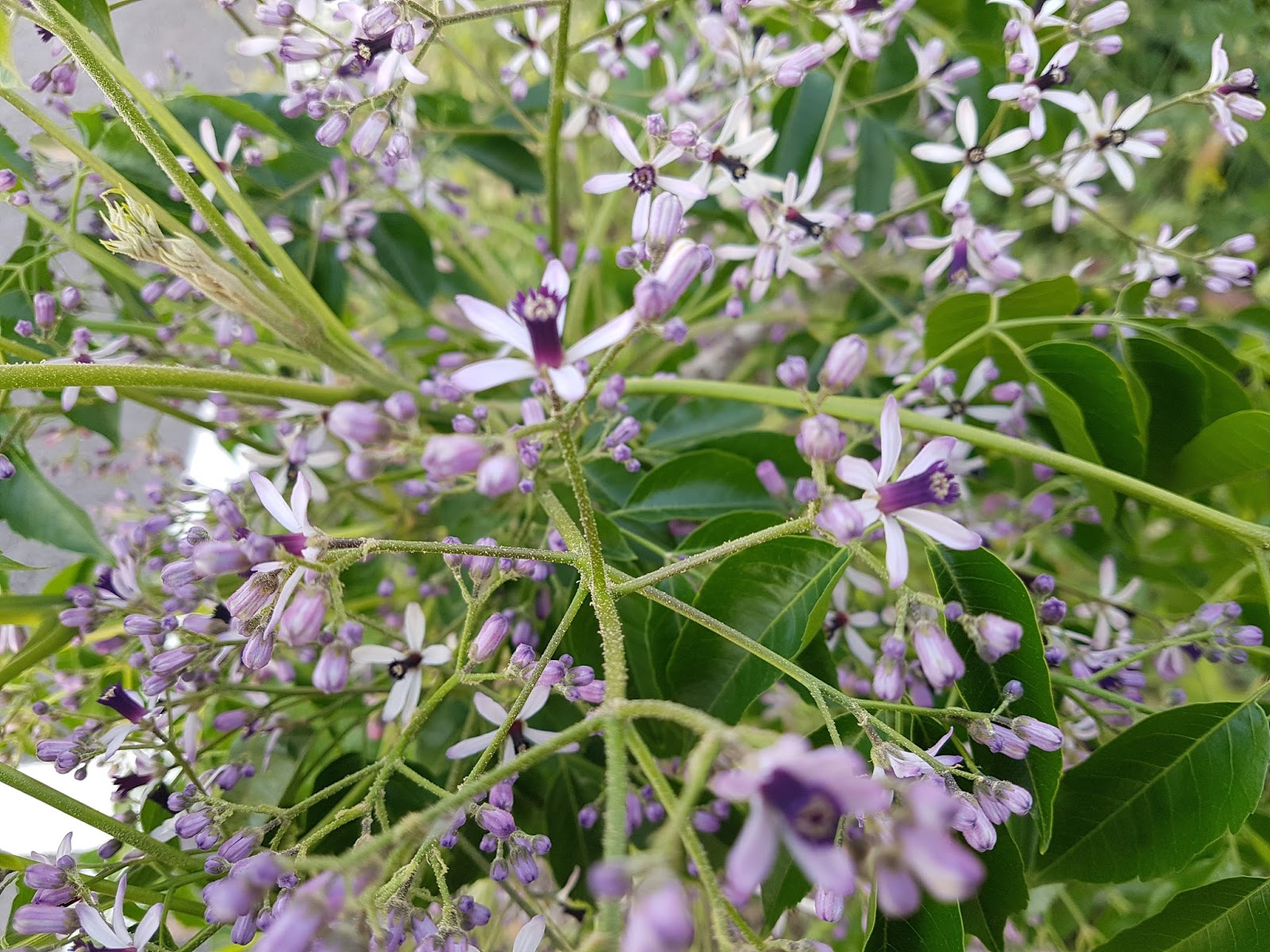 La luna de Ítaca: Cinamomo, Melia azedarach, agriaz, lila, paraíso ...