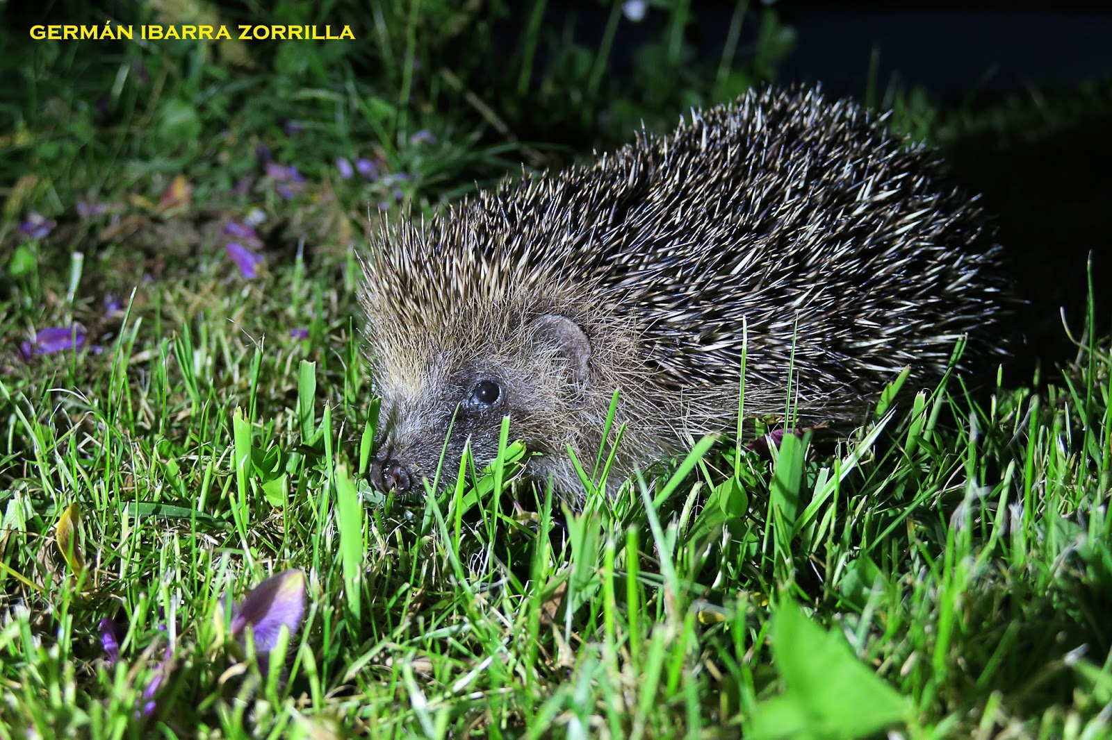 FAUNA COMPACTA el blog de Germán Ibarra Zorrilla: Erizo común ...