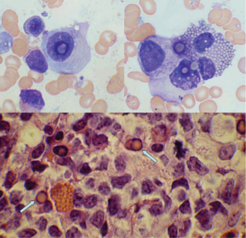 VETERINARY HEMATOLOGY DEXTERVET: dutcher bodies