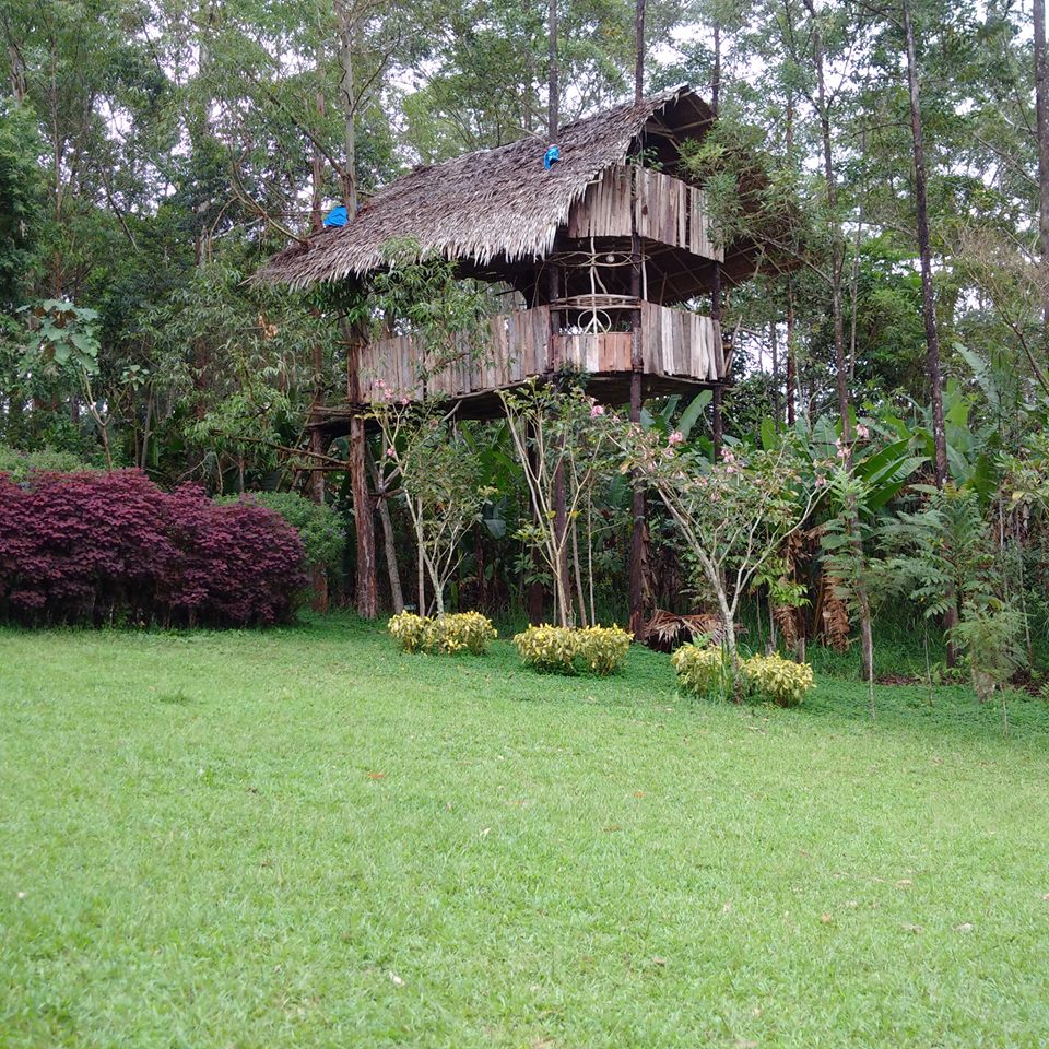 Lemon GreenTea: Home to Mt. Binahon Agro Forest Farm in Bukidnon