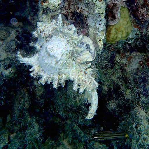 Tonga’s Hunga Lagoon: Snokeling Discoveries & Misadventures | Galley ...