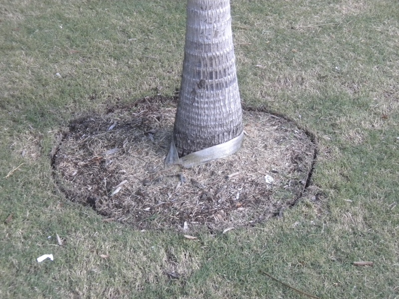 biostatprof: Generalized Tree Boles of Miami Beach