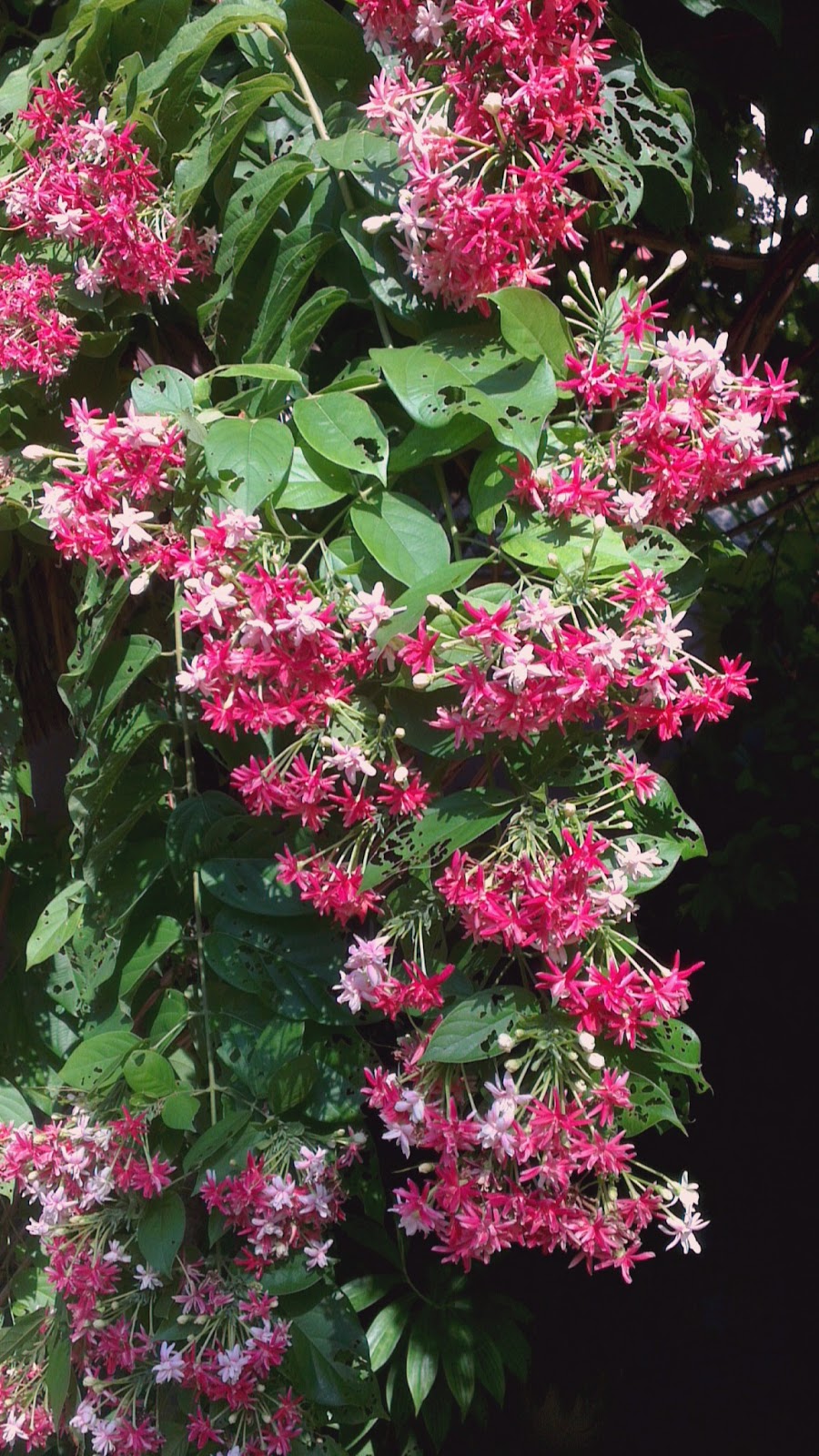 TopazTurtle Handmade: Snapshot - Gardens in Singapore