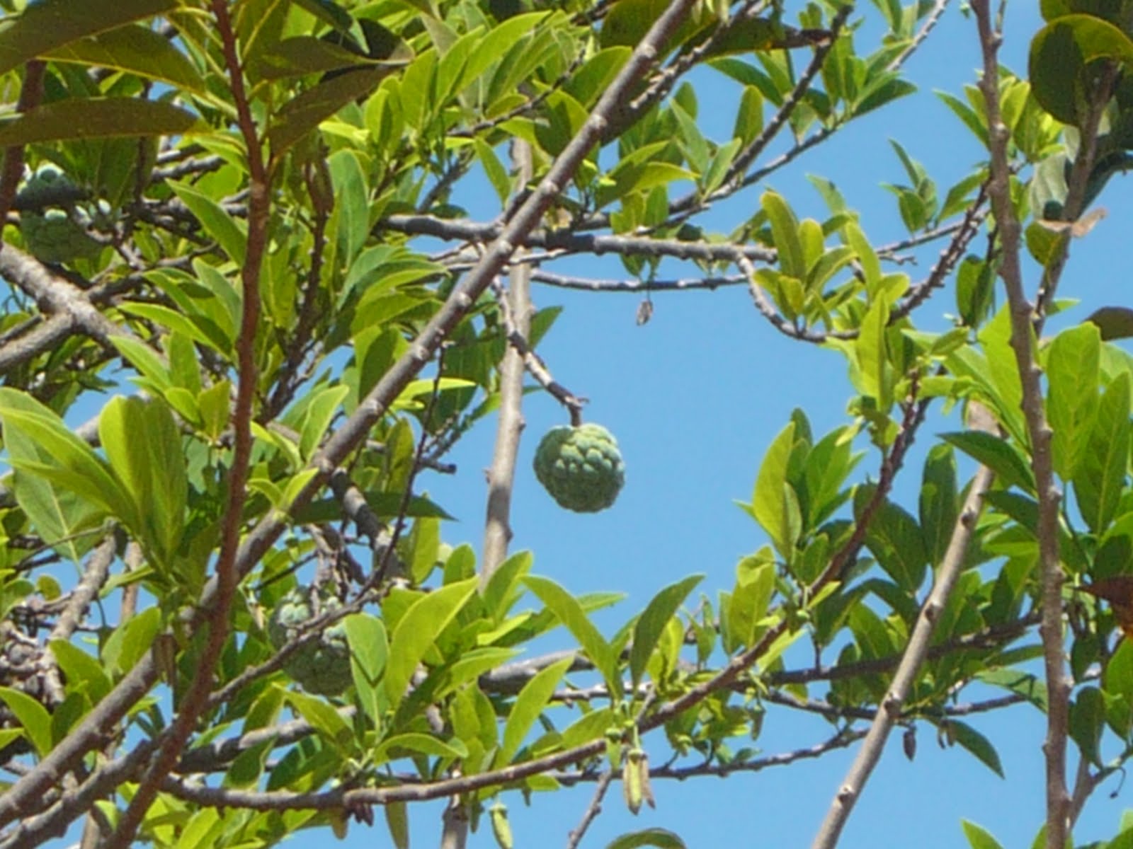POLÍTICAS PÚBLICAS E EDUCAÇÃO: ATA – SINÔNIMO – FRUTA - DO – CONDE, UMA ...